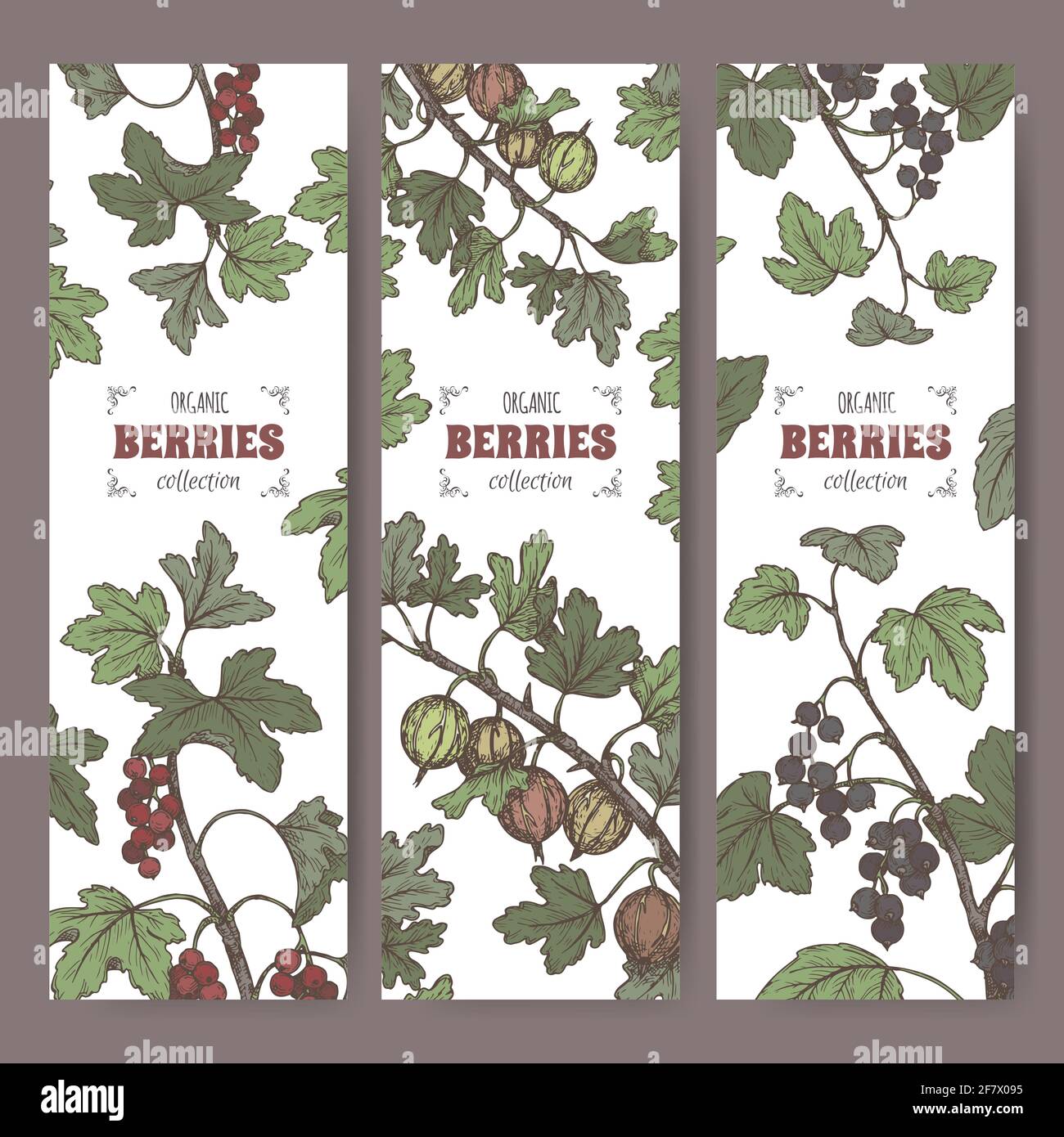 Set of three labels with Black currant, Red currant and Gooseberry ...