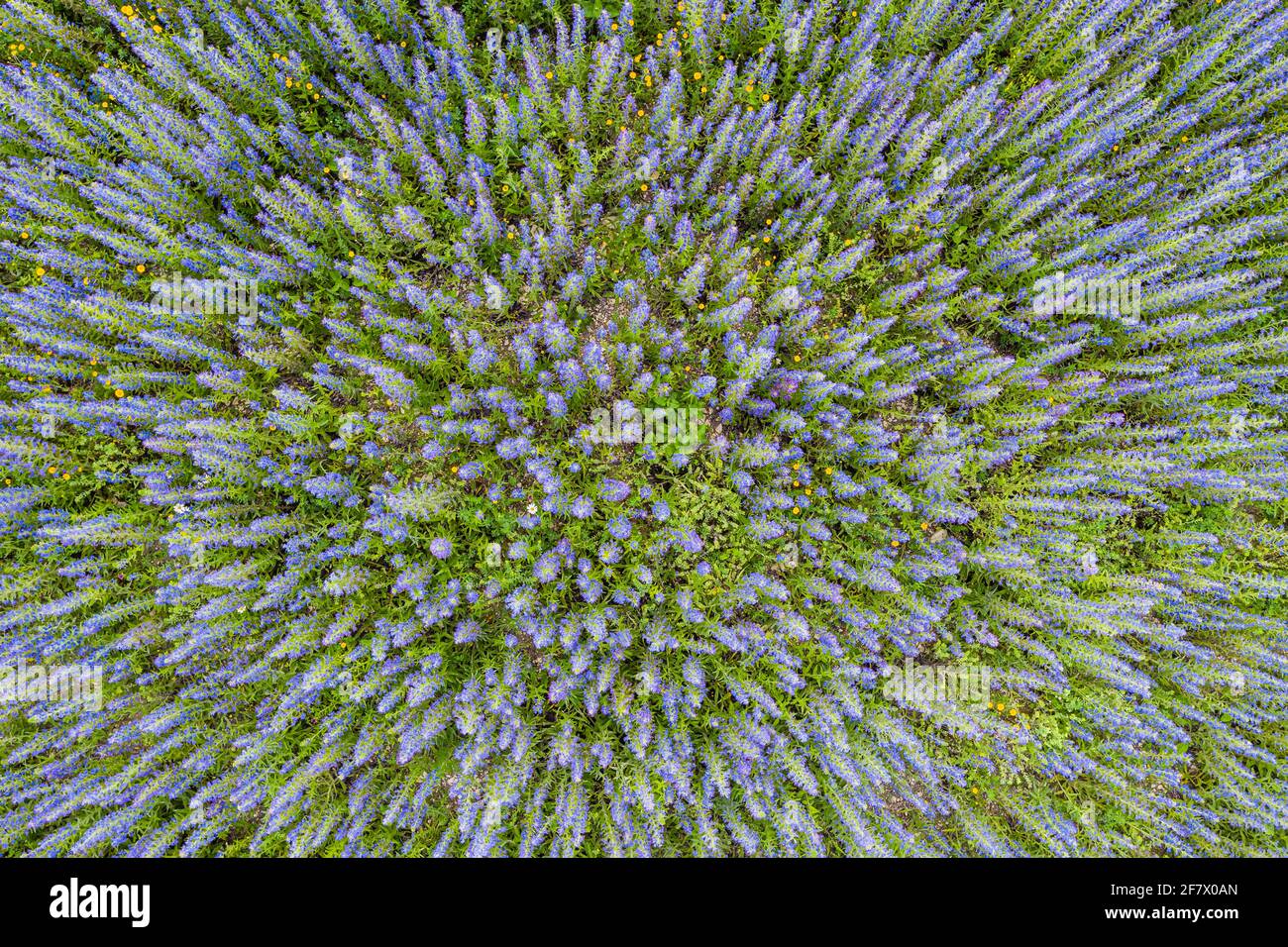 Aerial view of meadow flowers, cold toned image Stock Photo - Alamy