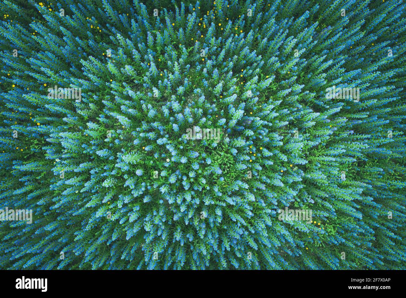 Aerial view of meadow flowers, cold toned image Stock Photo - Alamy