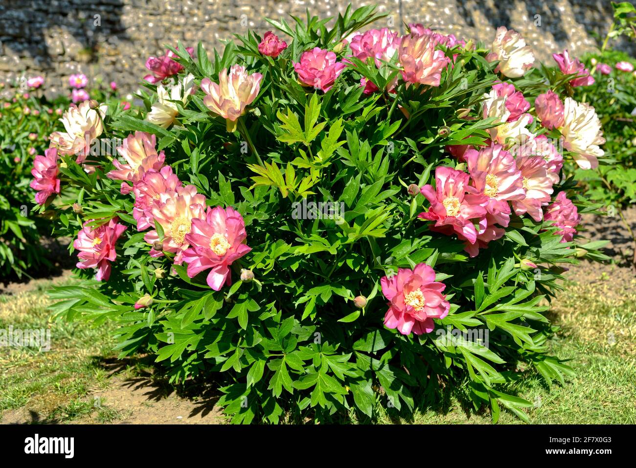 Paeonia lactiflora flower hi-res stock photography and images - Alamy