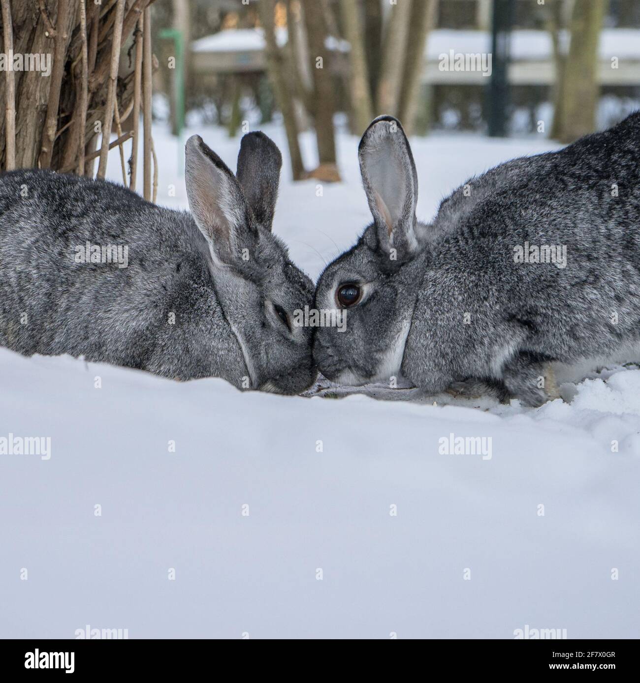 Cute bunny snow hi-res stock photography and images - Alamy