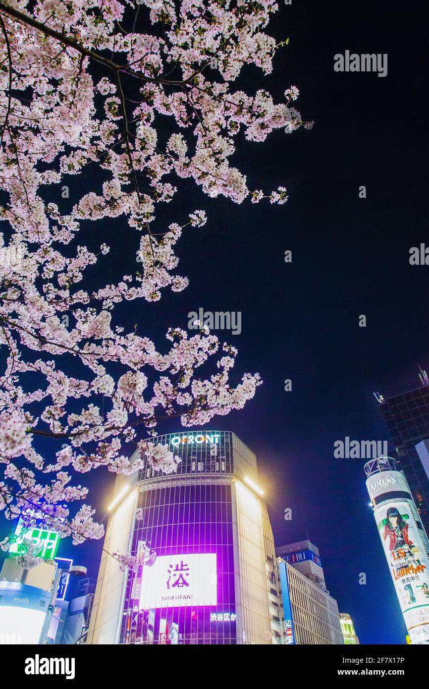 Shibuya district - amazing neon signs and sakura (March 30) in Tokyo ...