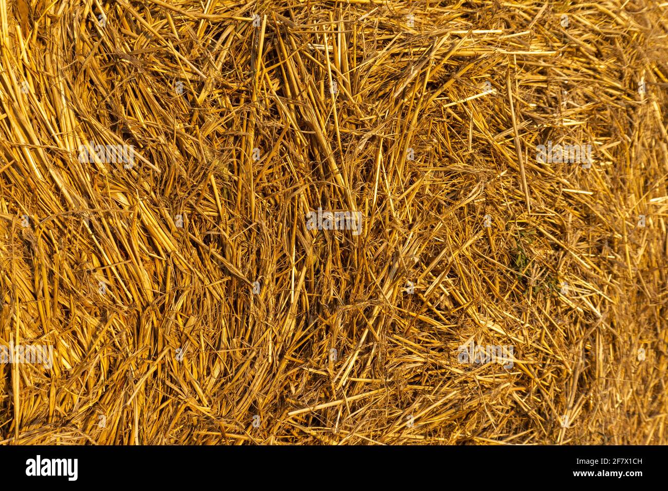dry hay, texture for background Stock Photo - Alamy