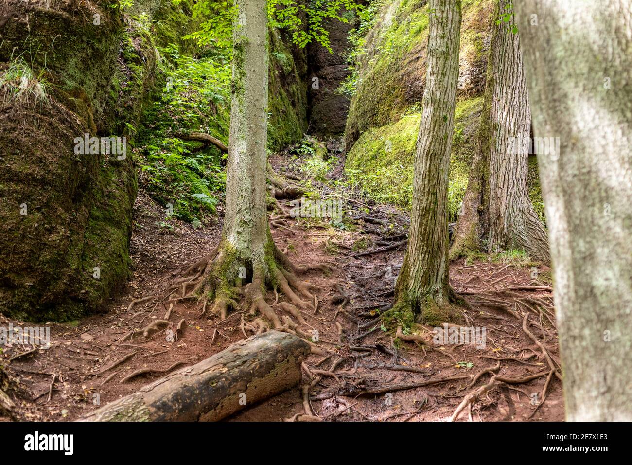 Tree trunks with roots and rocks in the Drachenschlucht, Dragon Gorge ...