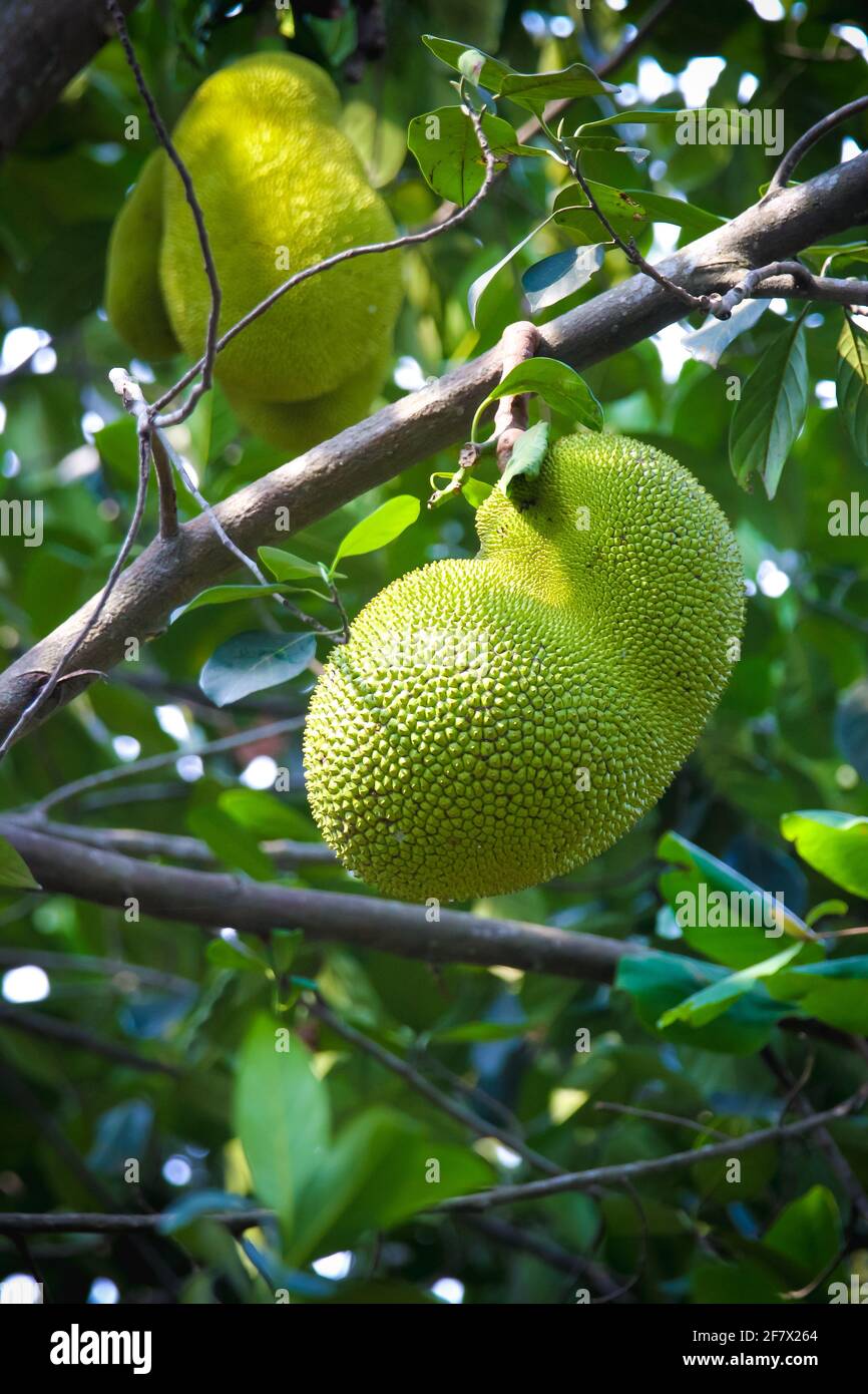 Seeds jackfruit jackfruit artocarpus heterophyllus hi-res stock ...