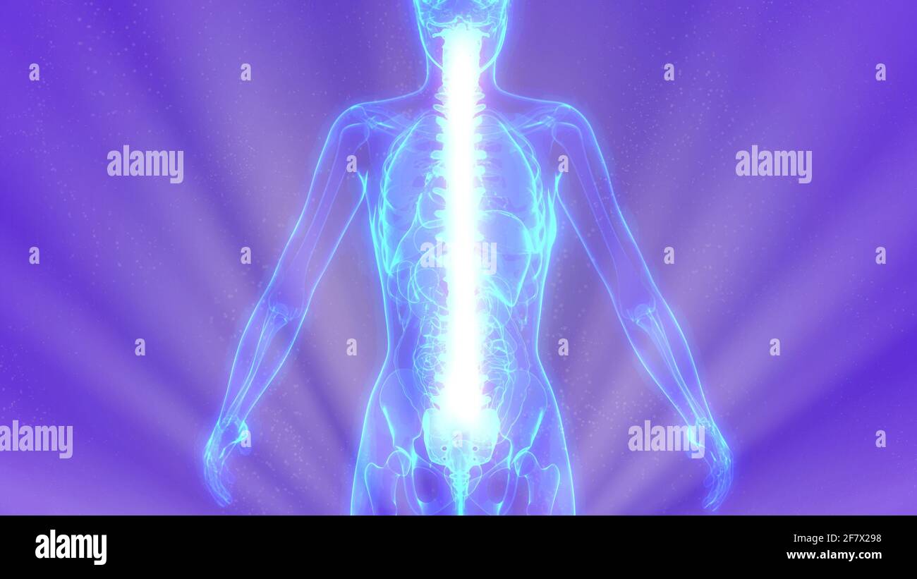 human spine on x-ray scan of body, cg healthcare 3d illustration Stock ...