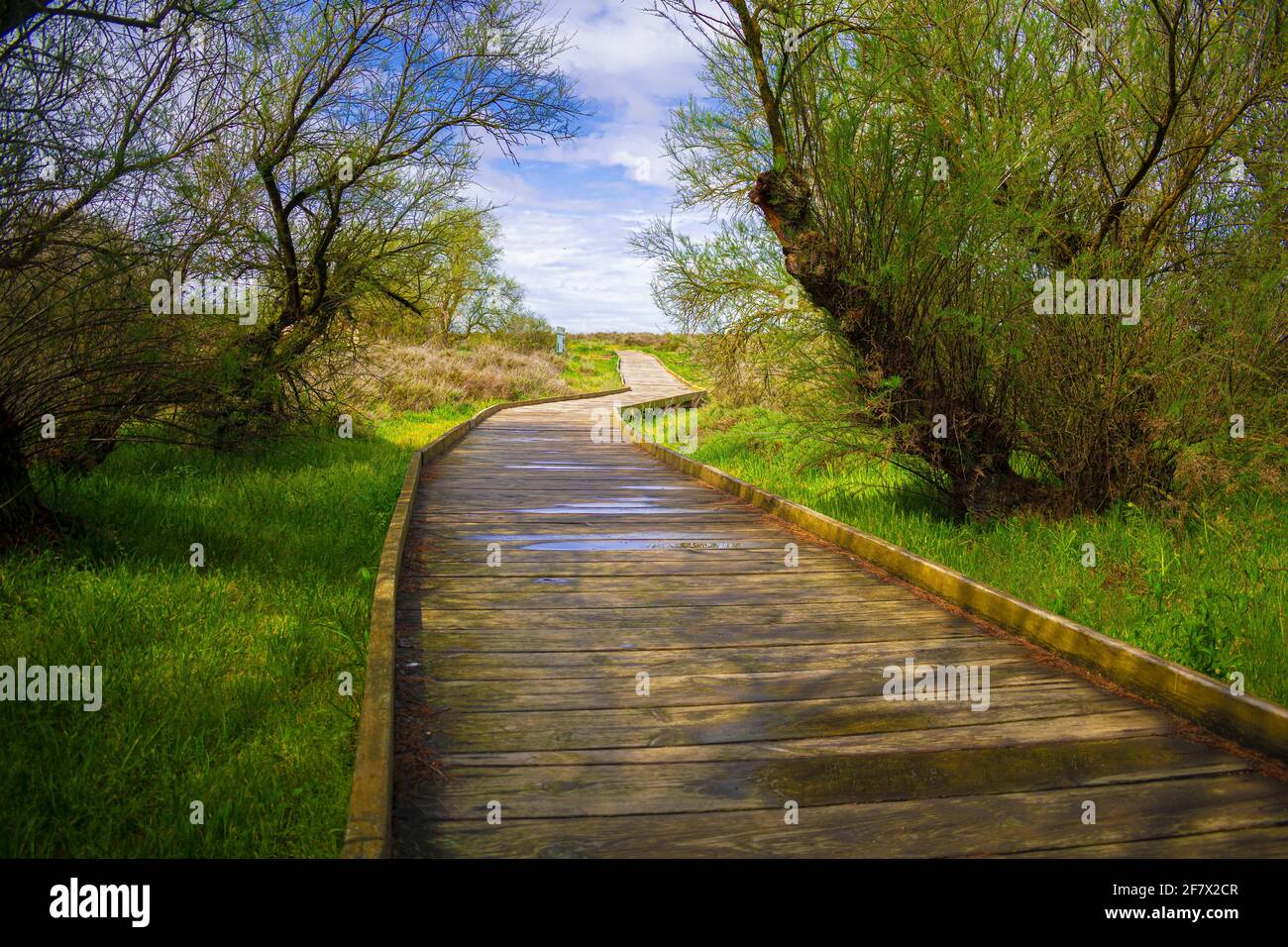 Horizontal shot of a wet wooden walkway Stock Photo - Alamy