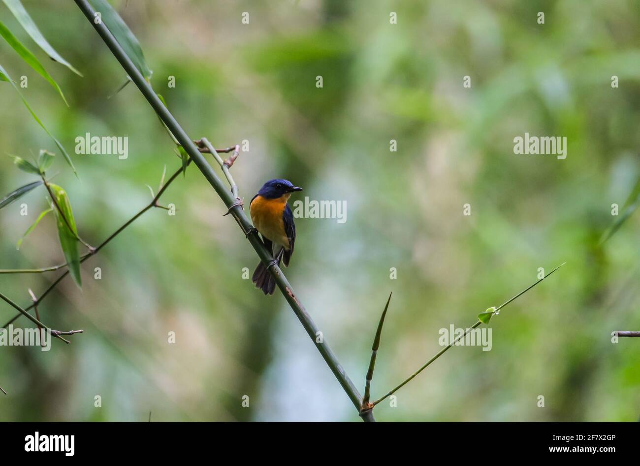 Minivet bird hi-res stock photography and images - Alamy