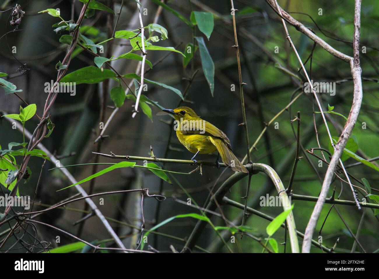 Indian forest birds hi-res stock photography and images - Alamy