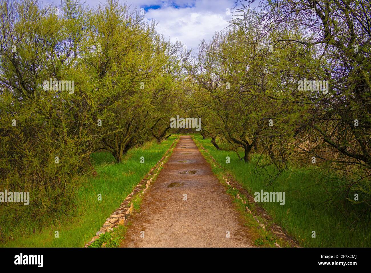 Horizontal shot of a path through the forest Stock Photo - Alamy