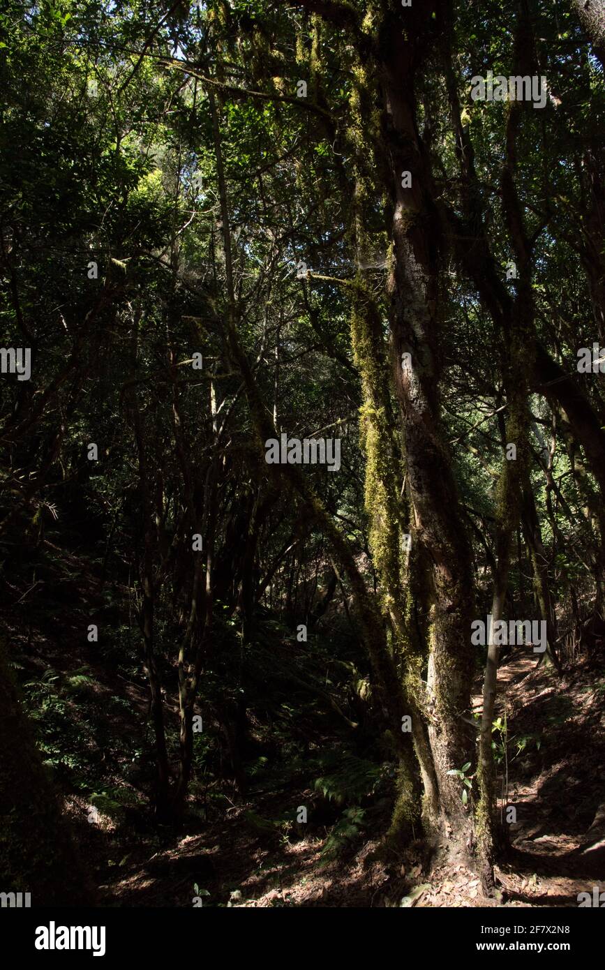 Humid subtropical climate hi-res stock photography and images - Alamy