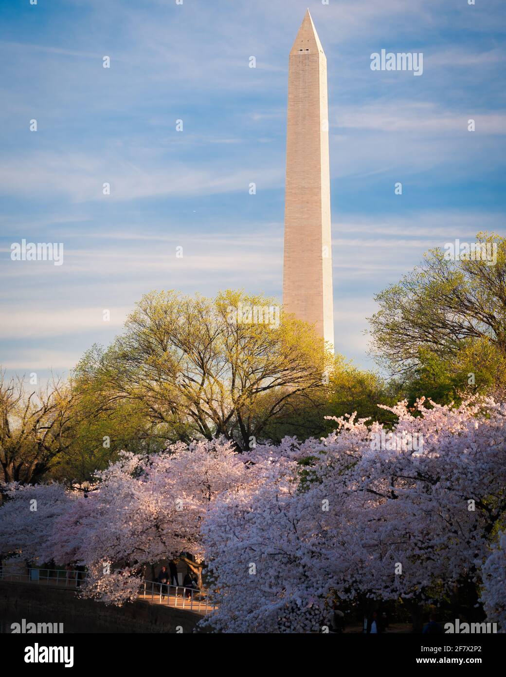 Beautiful springtime Cherry Blossoms and greens along the Tidal Basin ...