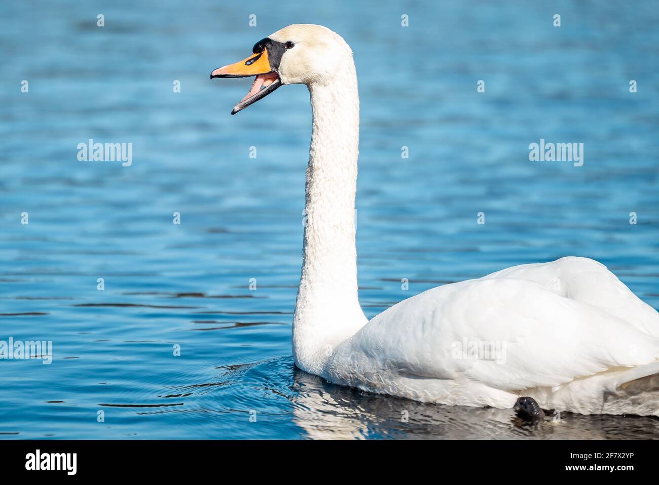 Selective focus shot of a graceful mute swan with its mouth open ...