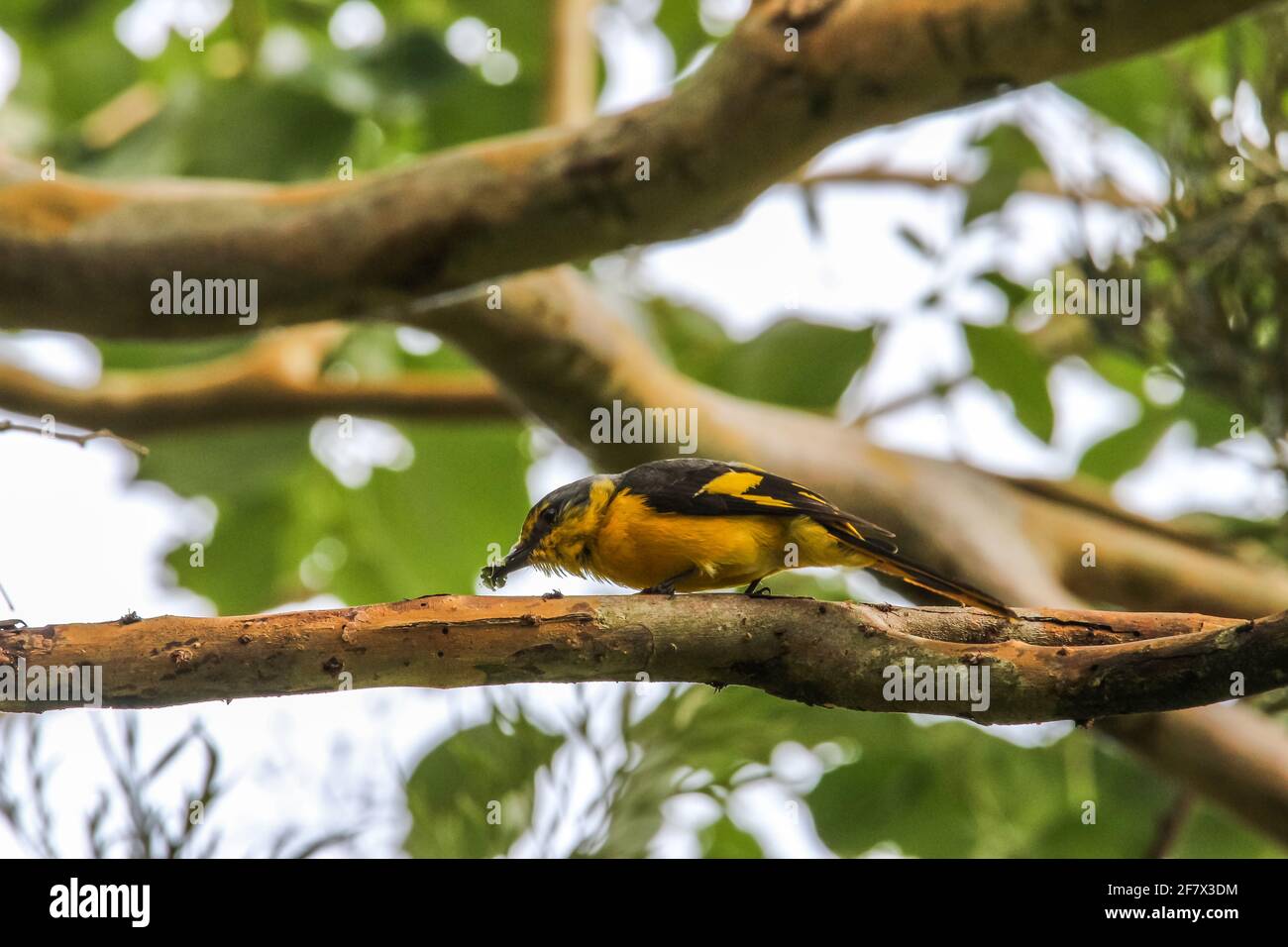 Indian forest birds hi-res stock photography and images - Alamy