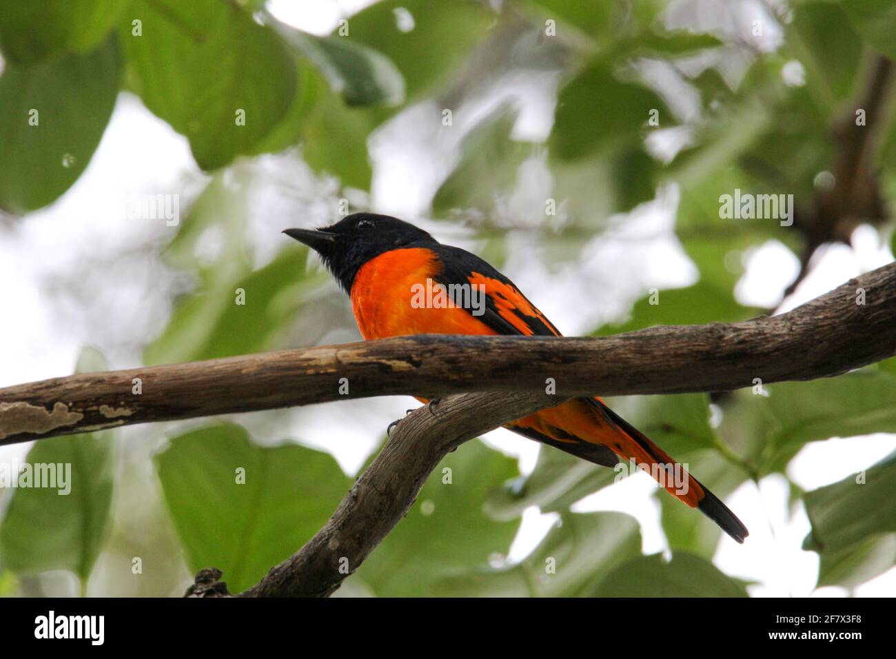Indian minivet hi-res stock photography and images - Alamy