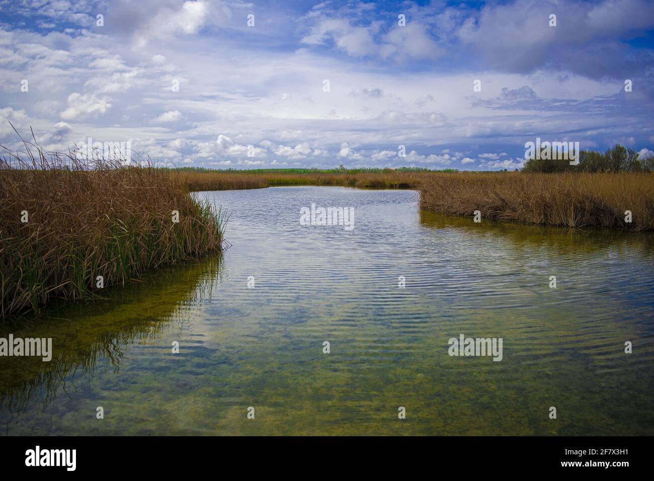 Horizontal image of a river in the foreground in the middle of a wheat ...