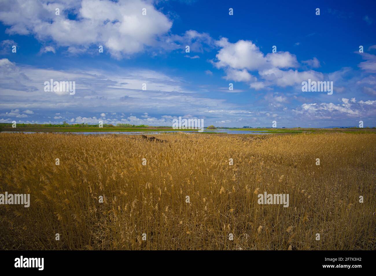 Beautiful shot wheat farmland blue hi-res stock photography and images ...