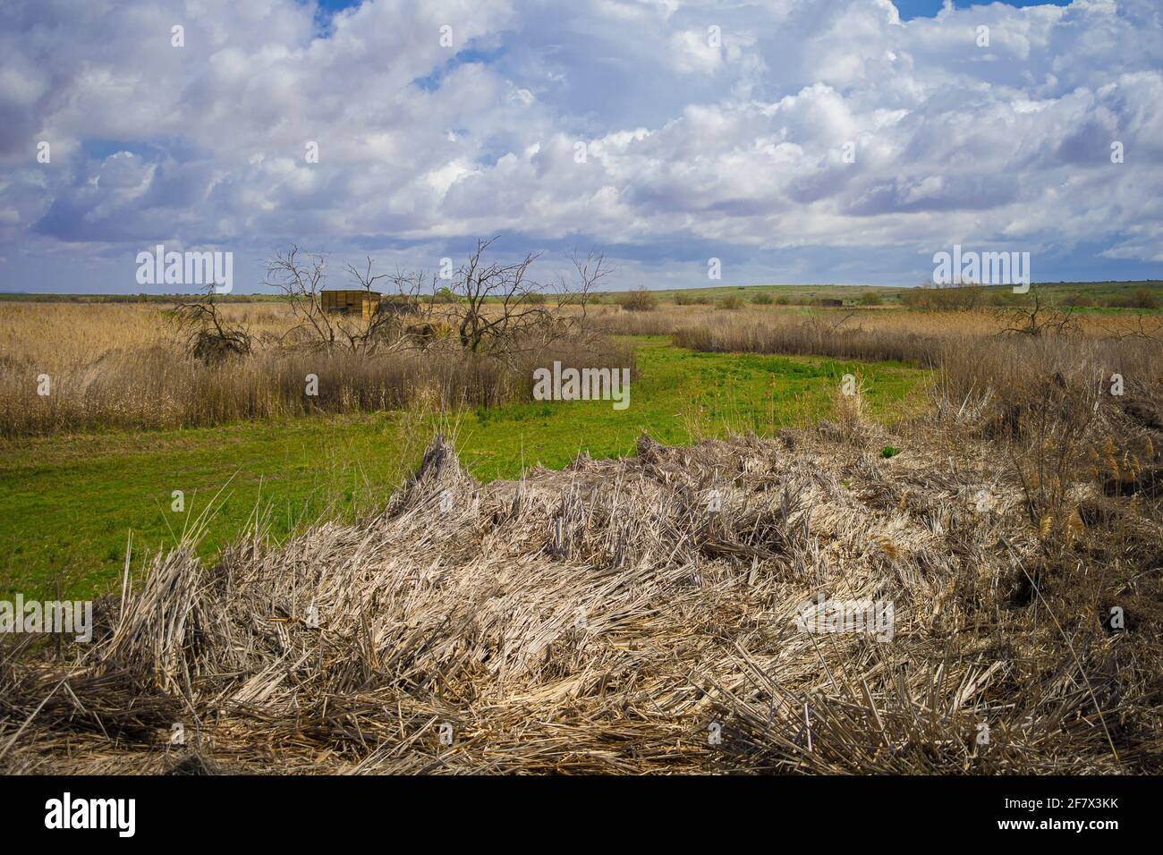 Horizontal image of the green path with dry grass in the foreground ...