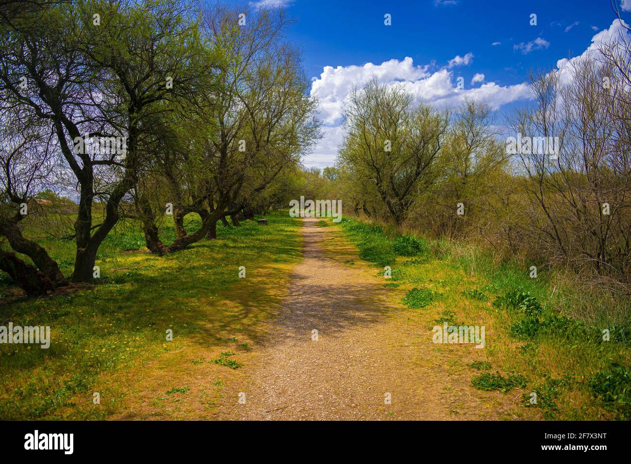 Beautiful road surrounded by half-dry trees Stock Photo - Alamy