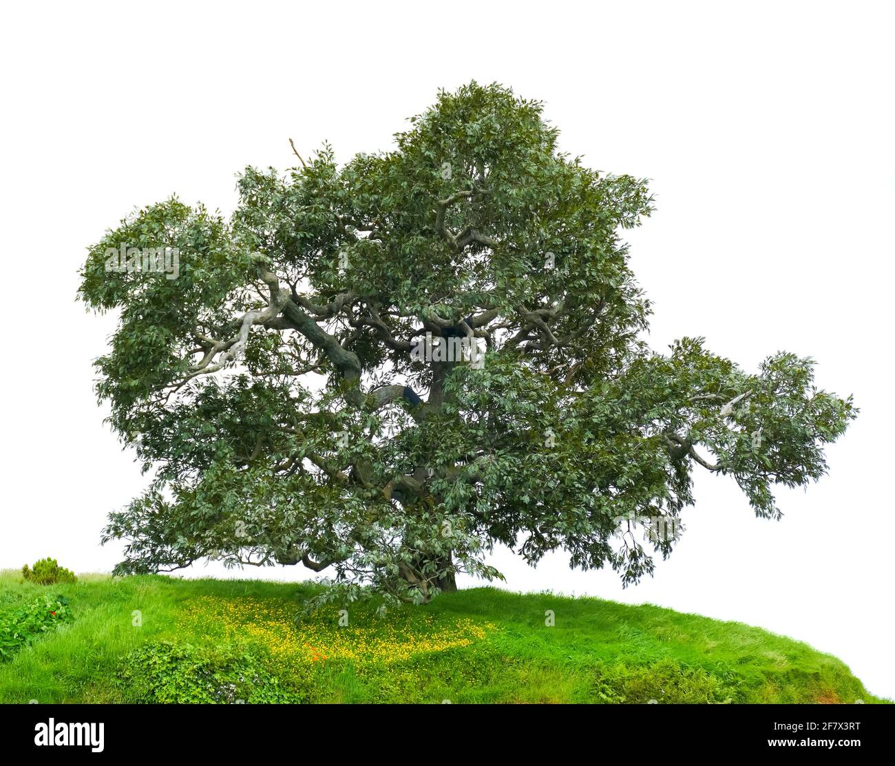 Huge old tree hi-res stock photography and images - Alamy