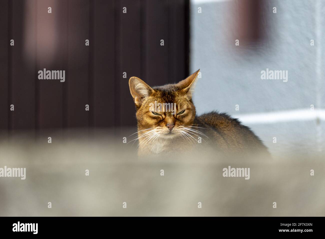 Closeup shot of an angry fluffy cat on a blurred background Stock Photo ...