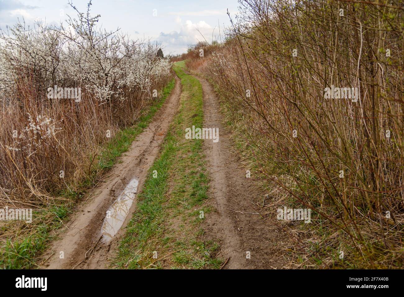 Beautiful narrow green forest path Stock Photo - Alamy