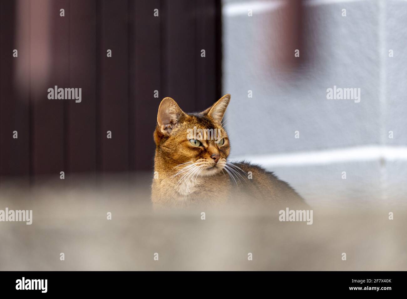 Closeup shot of an angry fluffy green-eyed cat on a blurred background ...
