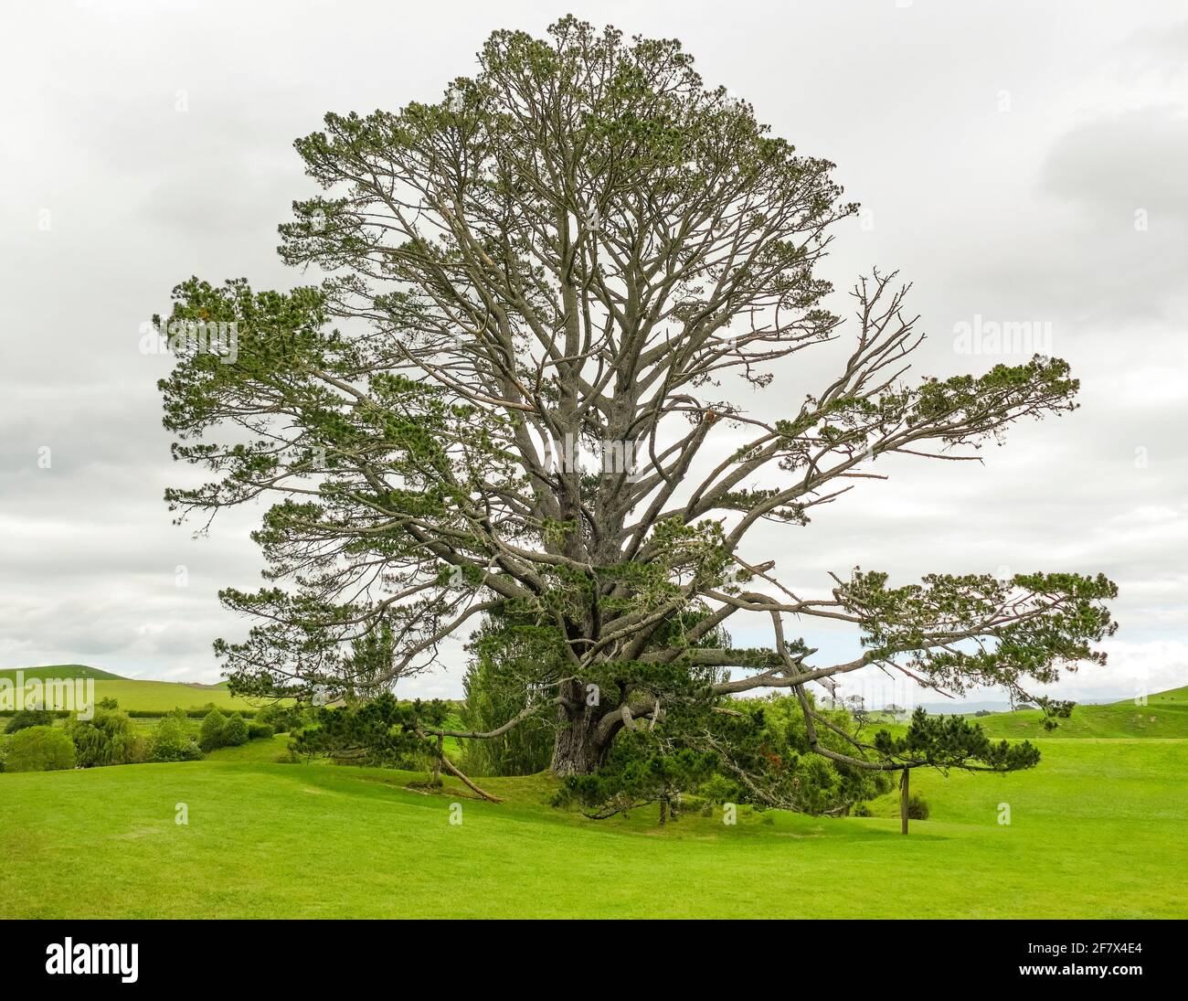 Huge old tree hi-res stock photography and images - Alamy