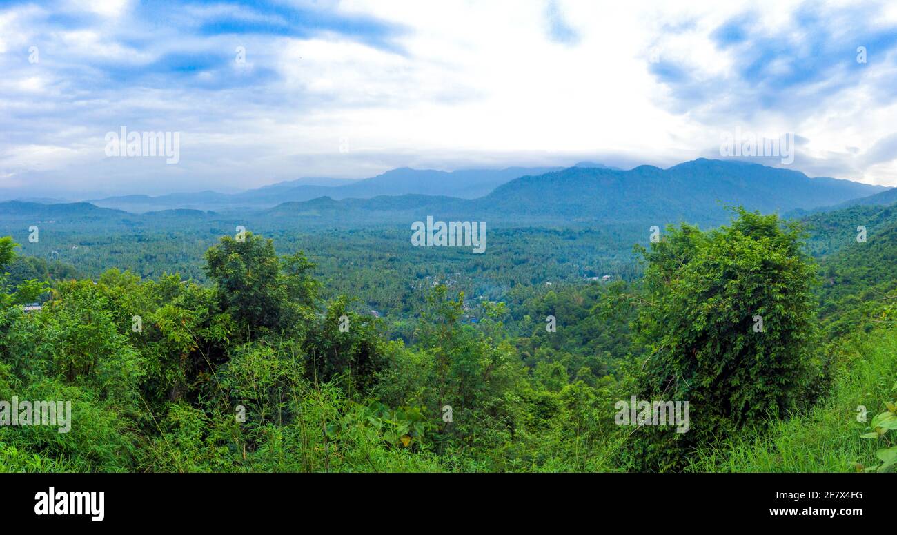 tea plantation in Kerala Stock Photo - Alamy
