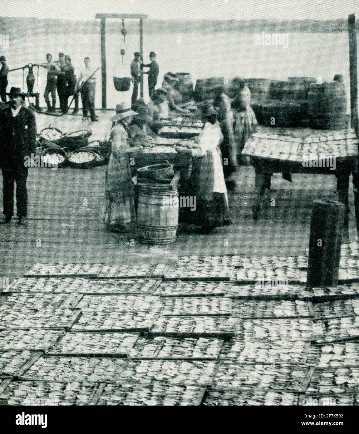 This 1903 photo shows inside a sardine factory in Maine Stock Photo - Alamy
