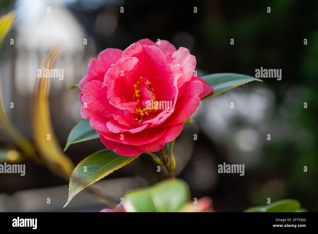 Selective focus shot of a pink rose and green leaves on a dark ...