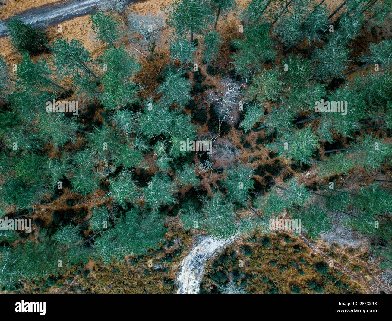 Aerial top view of the Puddletown Forest in Dorset, UK Stock Photo - Alamy