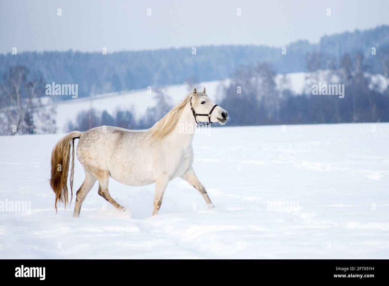White horse running on hi-res stock photography and images - Alamy