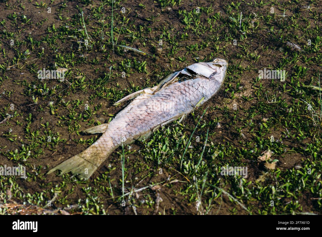 Carp family fish hi-res stock photography and images - Alamy