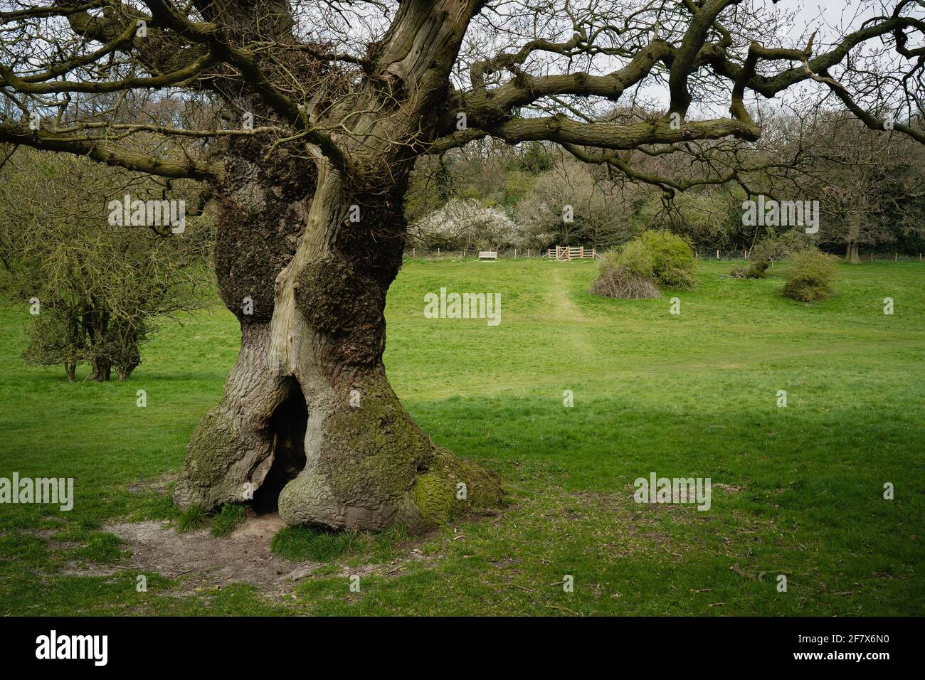 The Westwood public park and public golf course with aging oak tree and ...