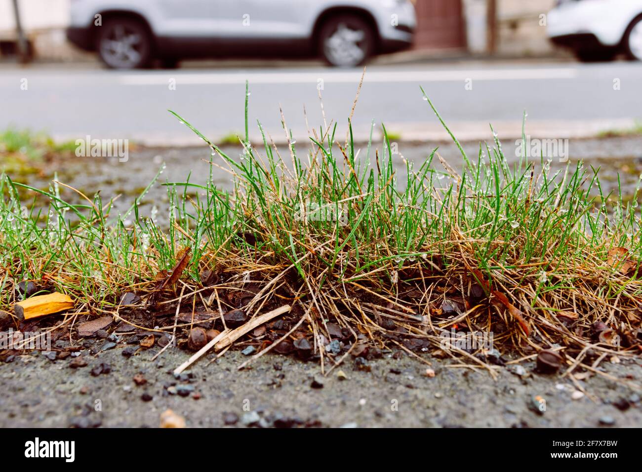 Weeds growing on the roadside Stock Photo - Alamy