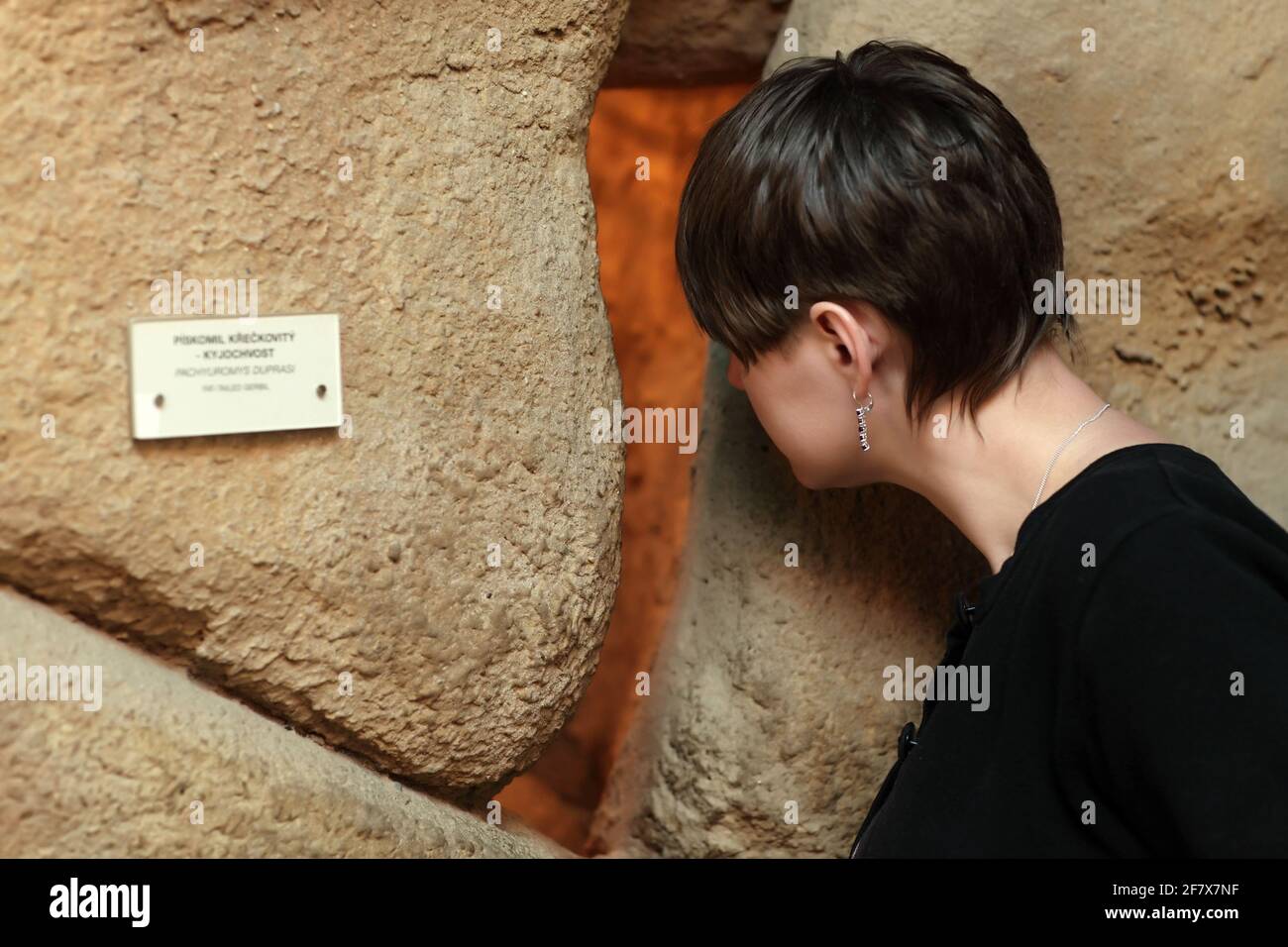 Girl watching the insect in terrarium at zoo Stock Photo - Alamy