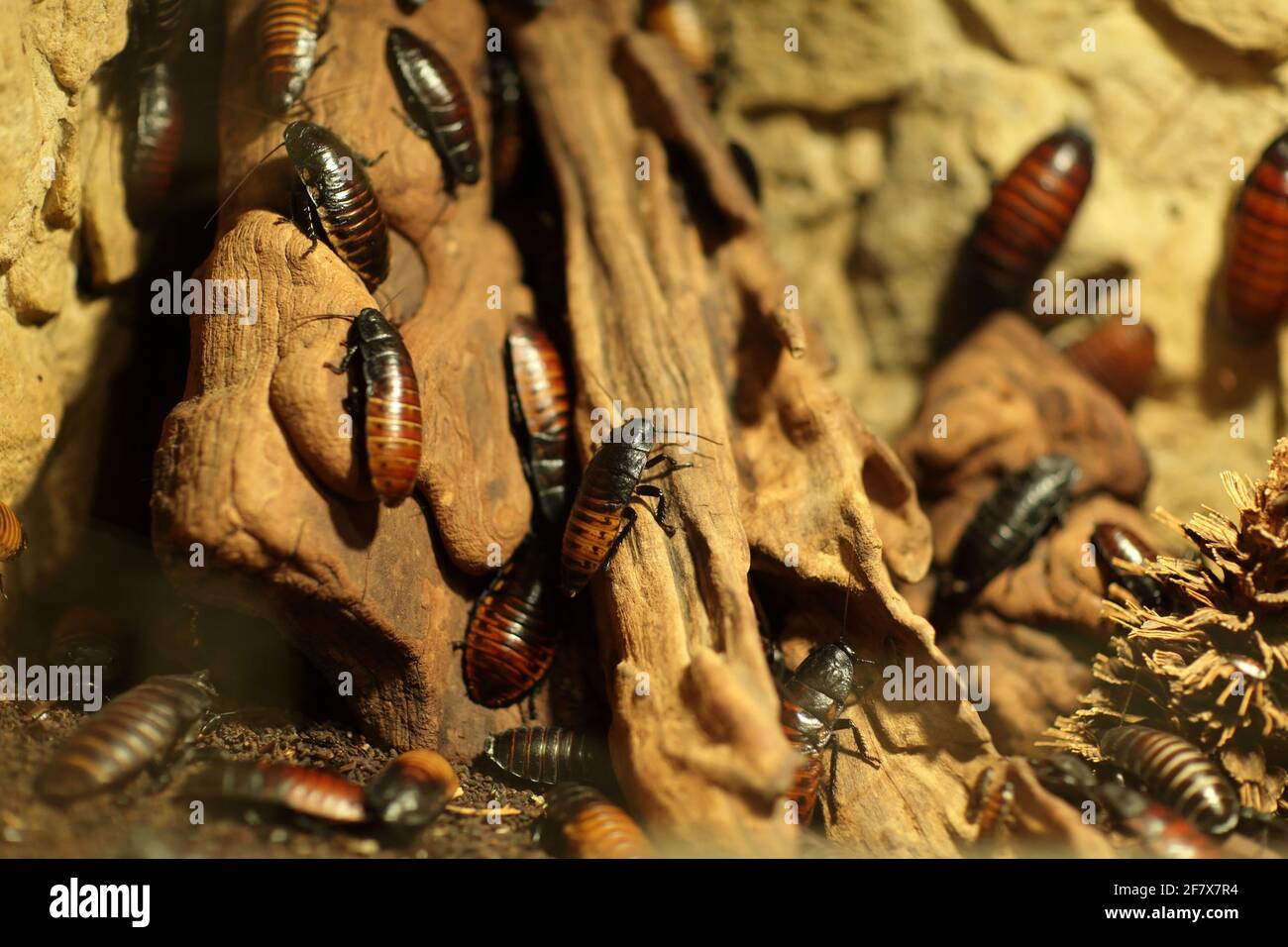 The beetles on a stone at the terrarium Stock Photo - Alamy