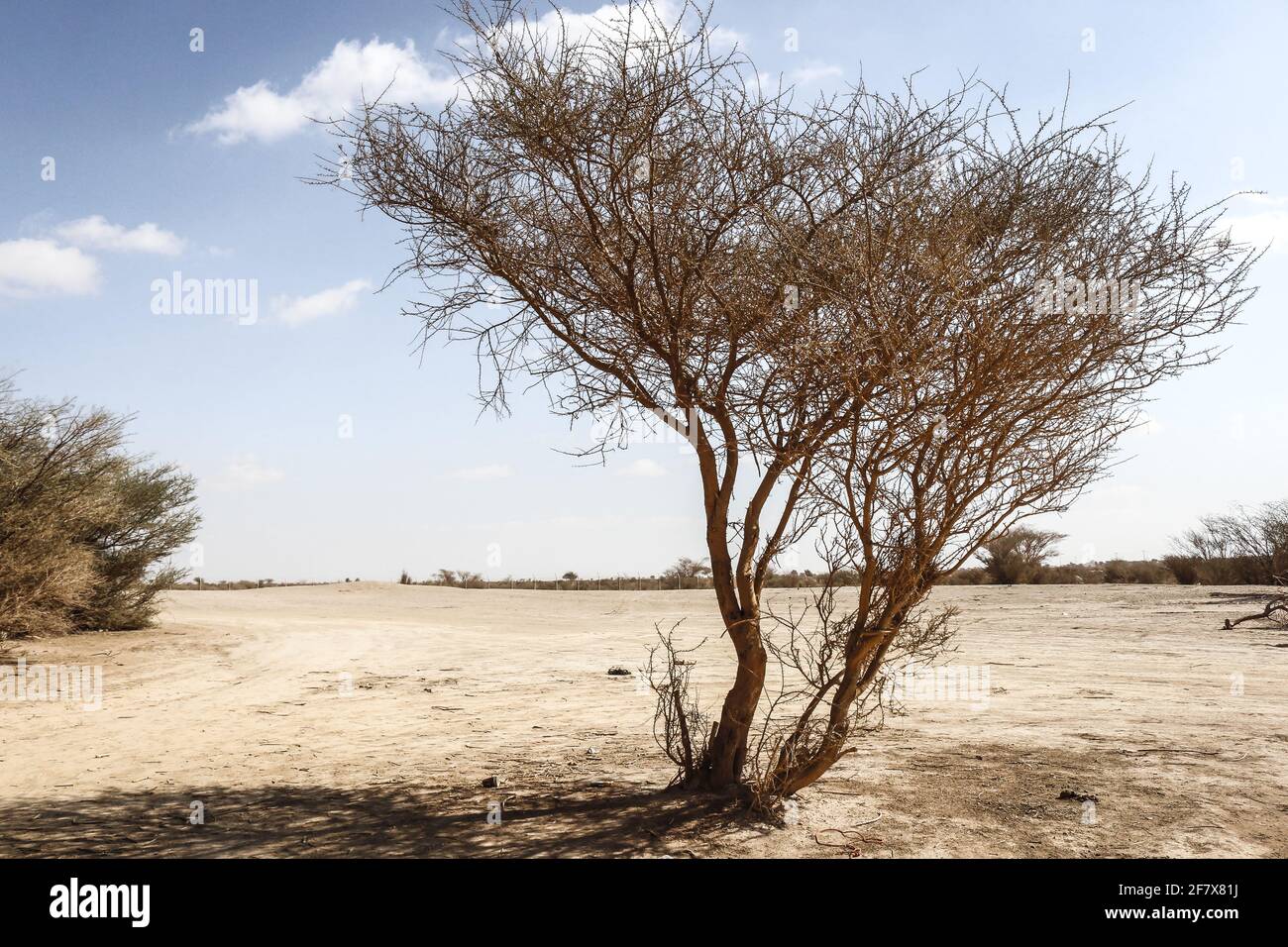 tree in desert Stock Photo - Alamy