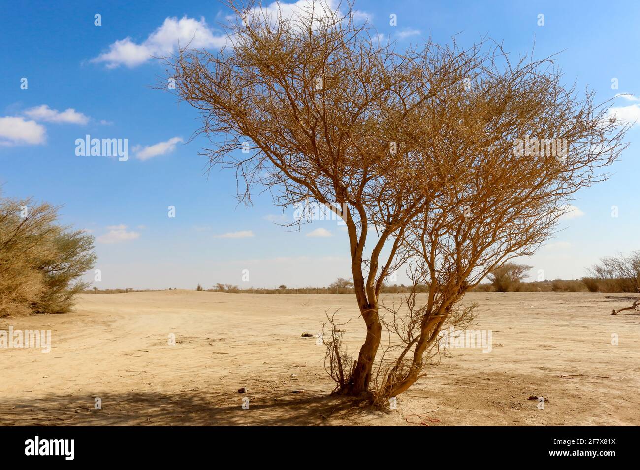 tree in desert Stock Photo - Alamy