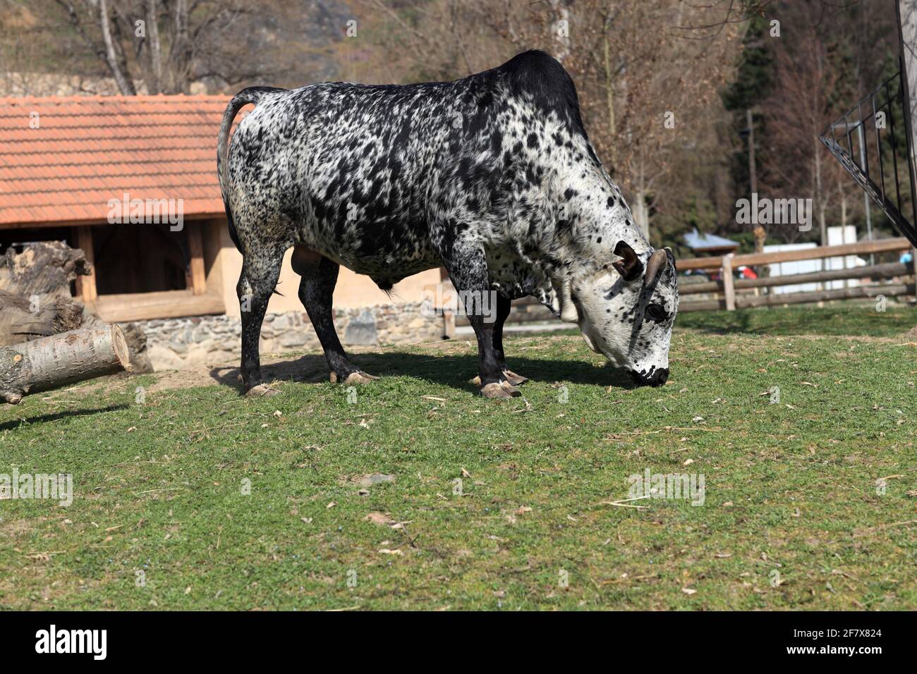 The spotted cow grazing in a meadow in spring Stock Photo - Alamy