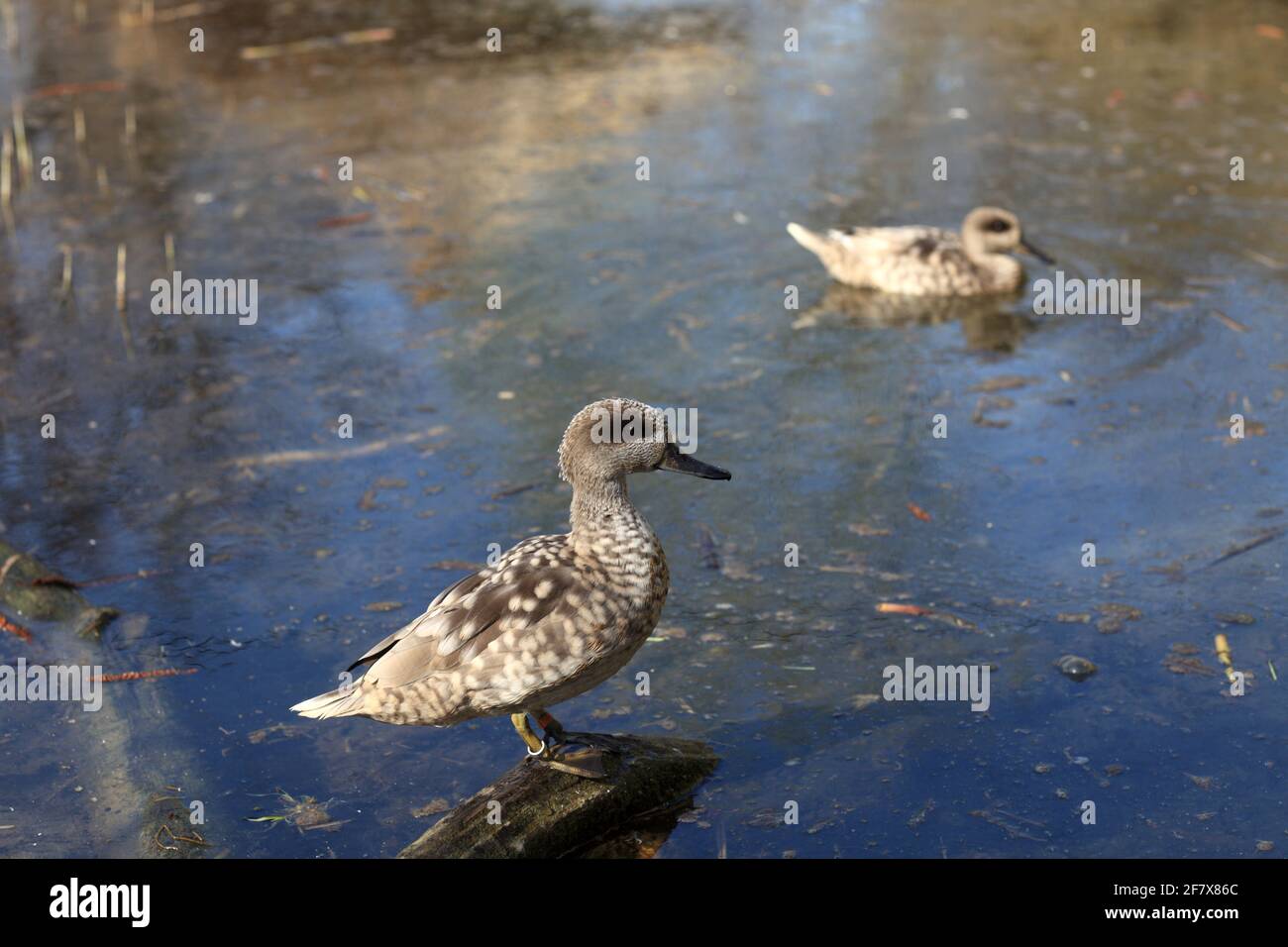 Marbled teal in the swamp in zoo Stock Photo - Alamy