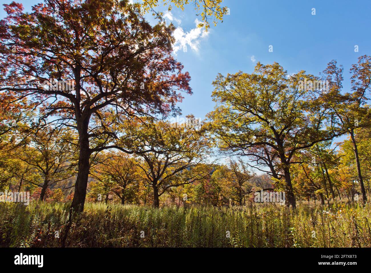 Savanna biome hi-res stock photography and images - Alamy