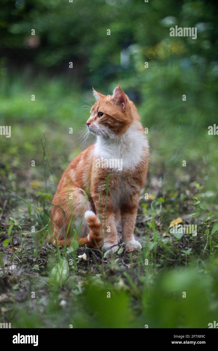 Red striped spotted male cat sits with his head turned, summer outside ...