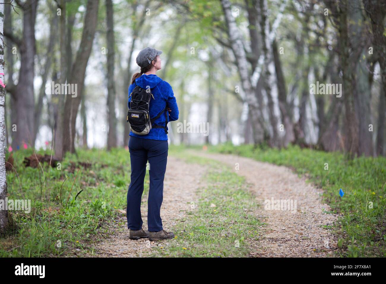 May 6th 2015 Birch tree line the dirt track through the woodlands on ...