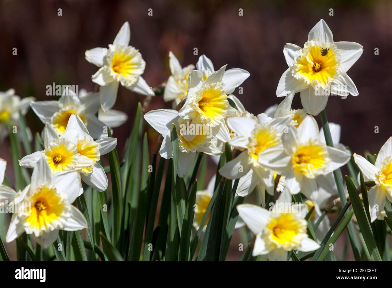 The daffodils hi-res stock photography and images - Alamy