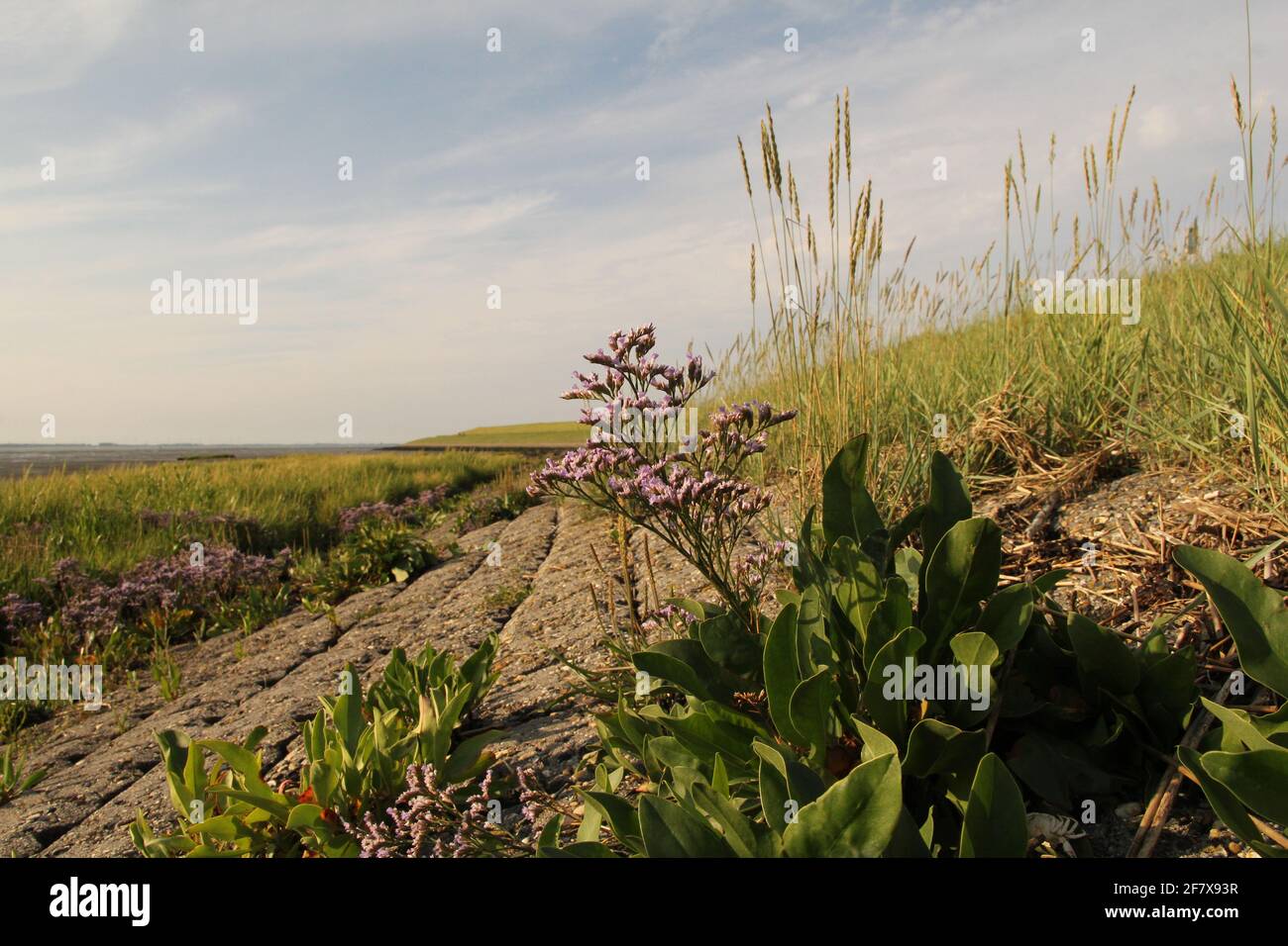 a beautiful landscape at the coast with sea lavender plants at the ...