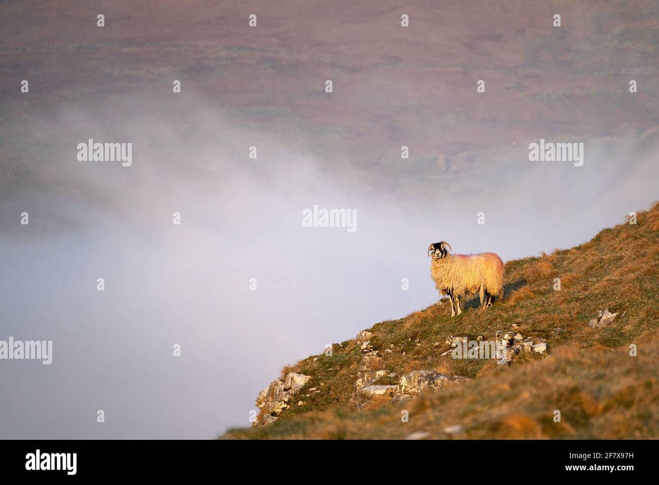 A lonely sheep stands on the edge of a cliff above a temperature ...