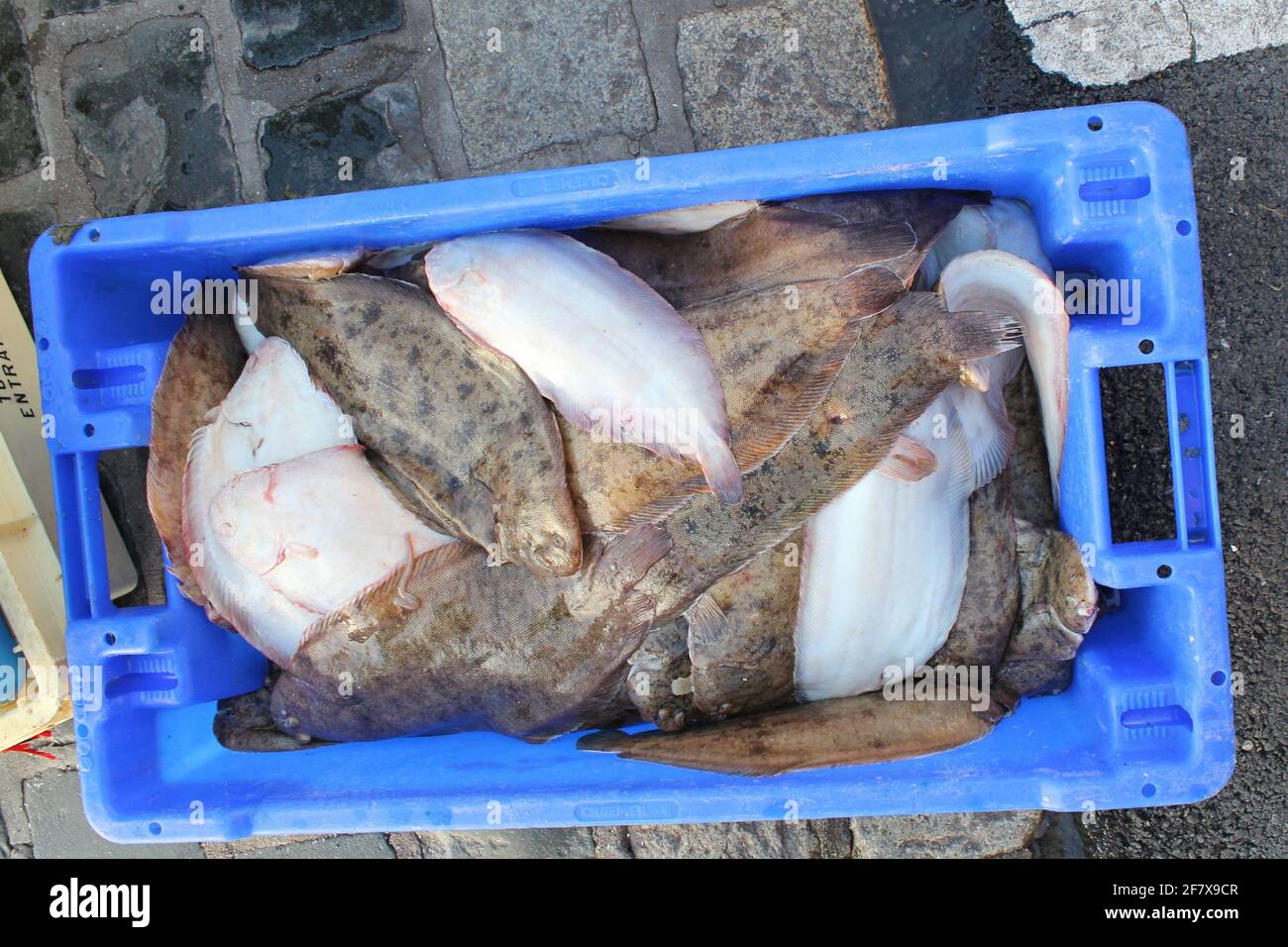 French sole hi-res stock photography and images - Alamy