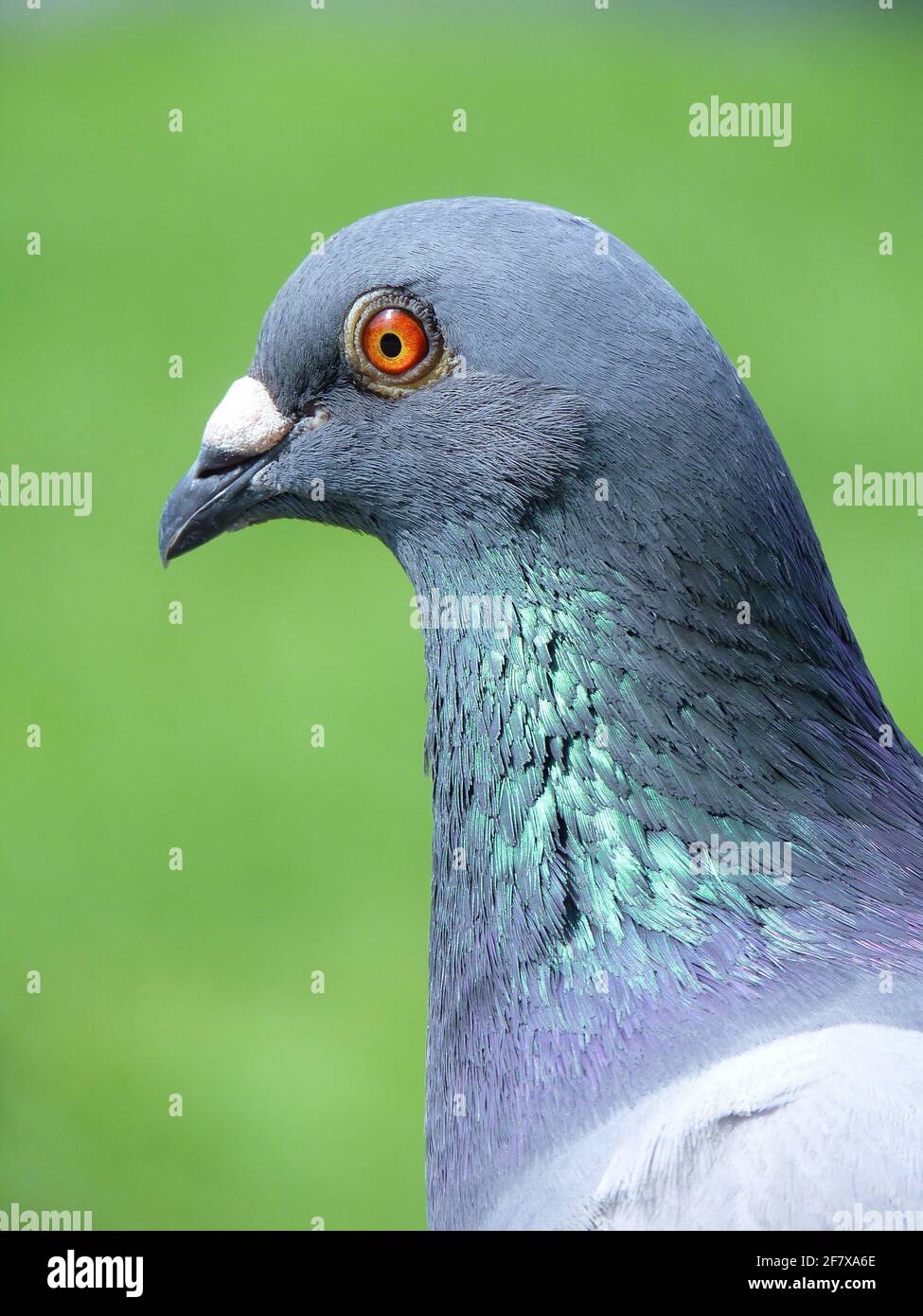 Isolated shot of a dove's head on a green background Stock Photo - Alamy